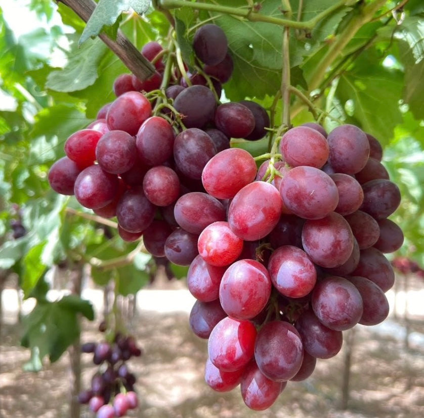 Fruits – Udderly Delicious